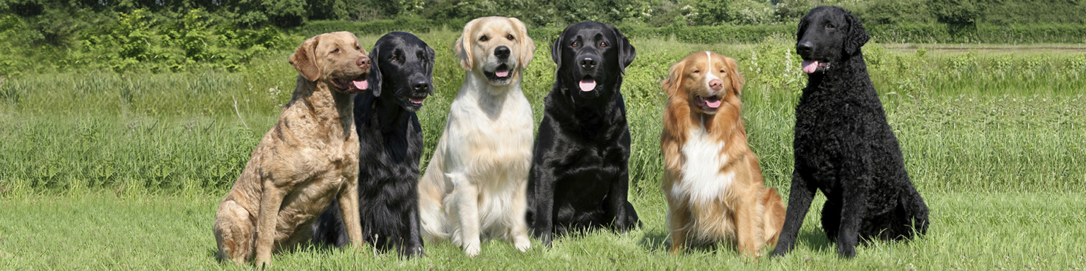 Retrieverrassen - DRC LG Nord